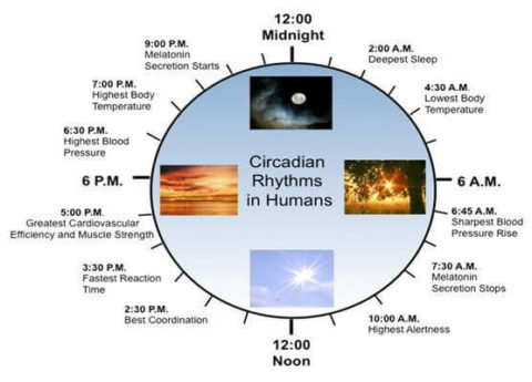 13 Hacks in Keeping a Circadian Rhythm + Zeitgebers - SelfDecode Health