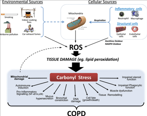 What is Oxidative Stress? The Health Impact of Free Radicals ...