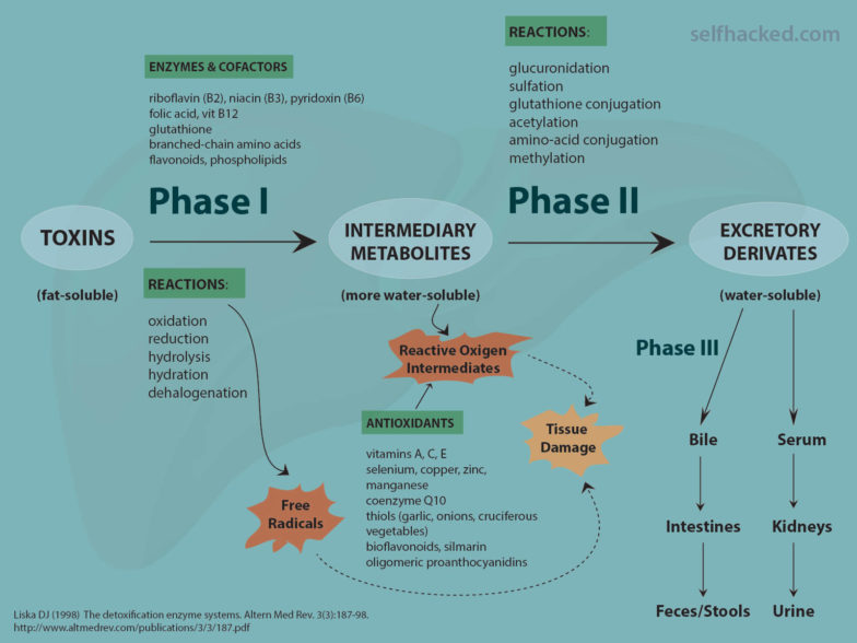 The Science of Detoxification: How Phase I Relates to Health ...