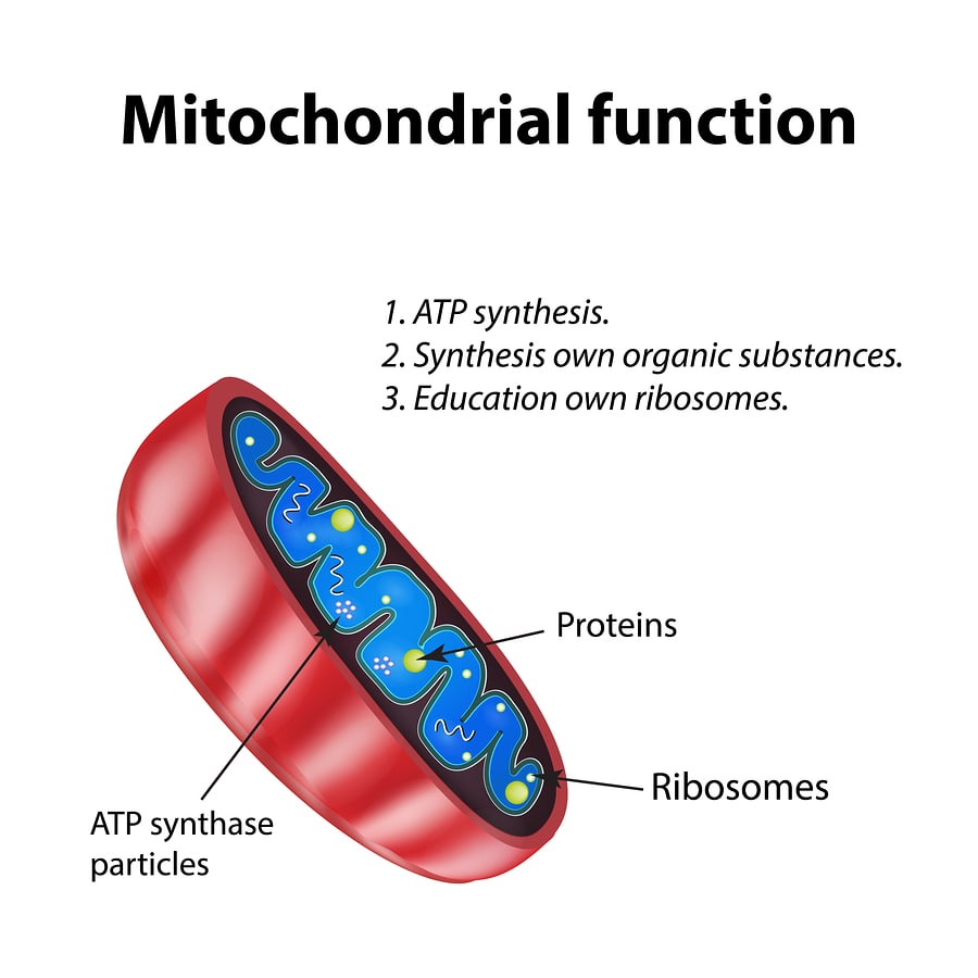 33 Natural Ways to Improve Mitochondrial Function - SelfDecode Health